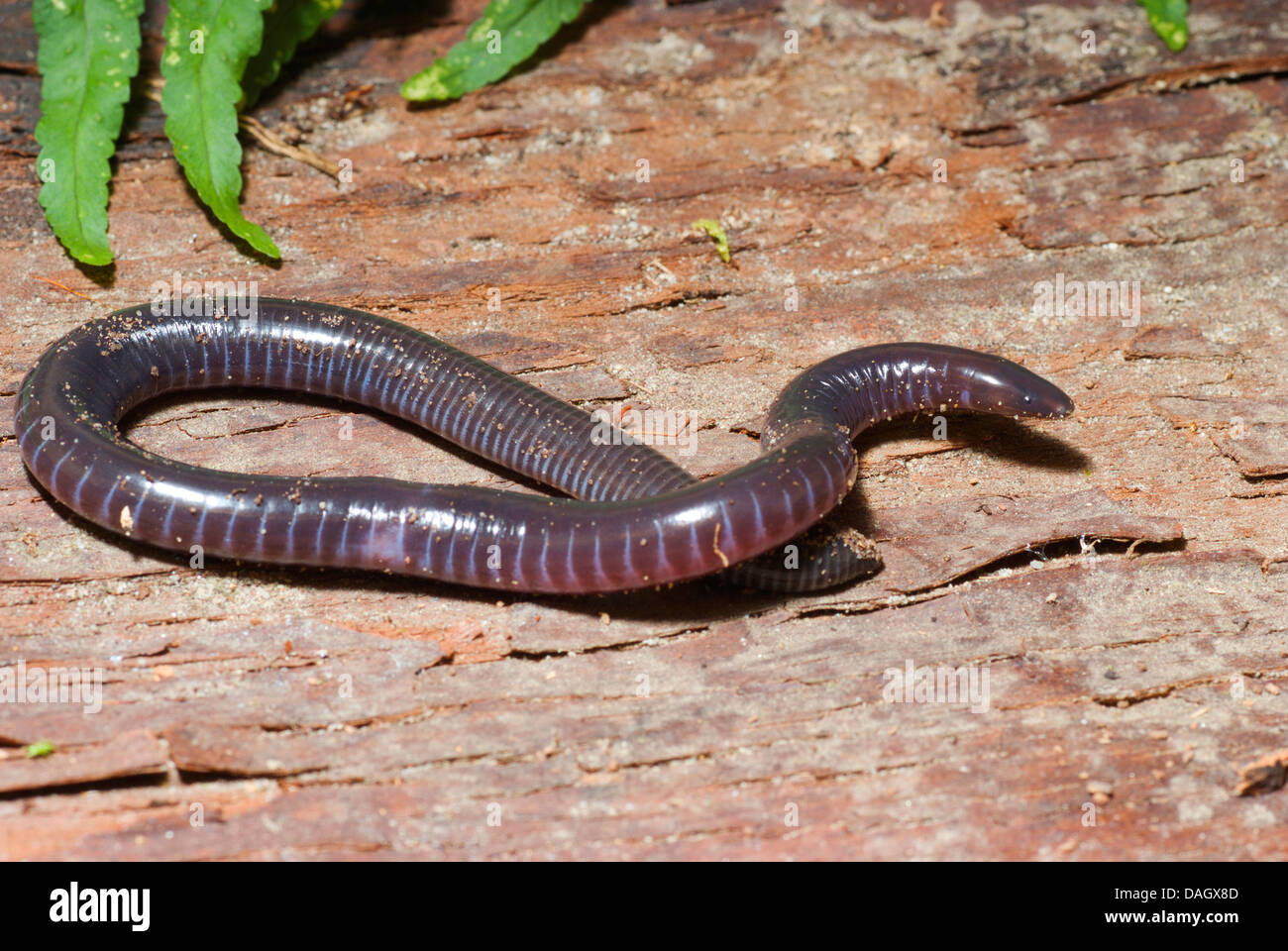 Caecilian hi-res stock photography and images - Alamy