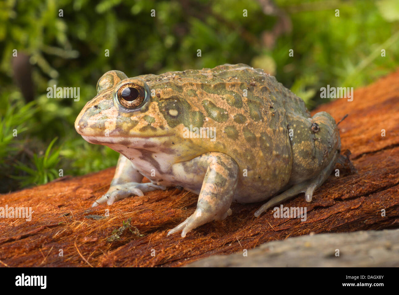 Ornate Frog (Hildebrandtia ornata), on bark Stock Photo - Alamy