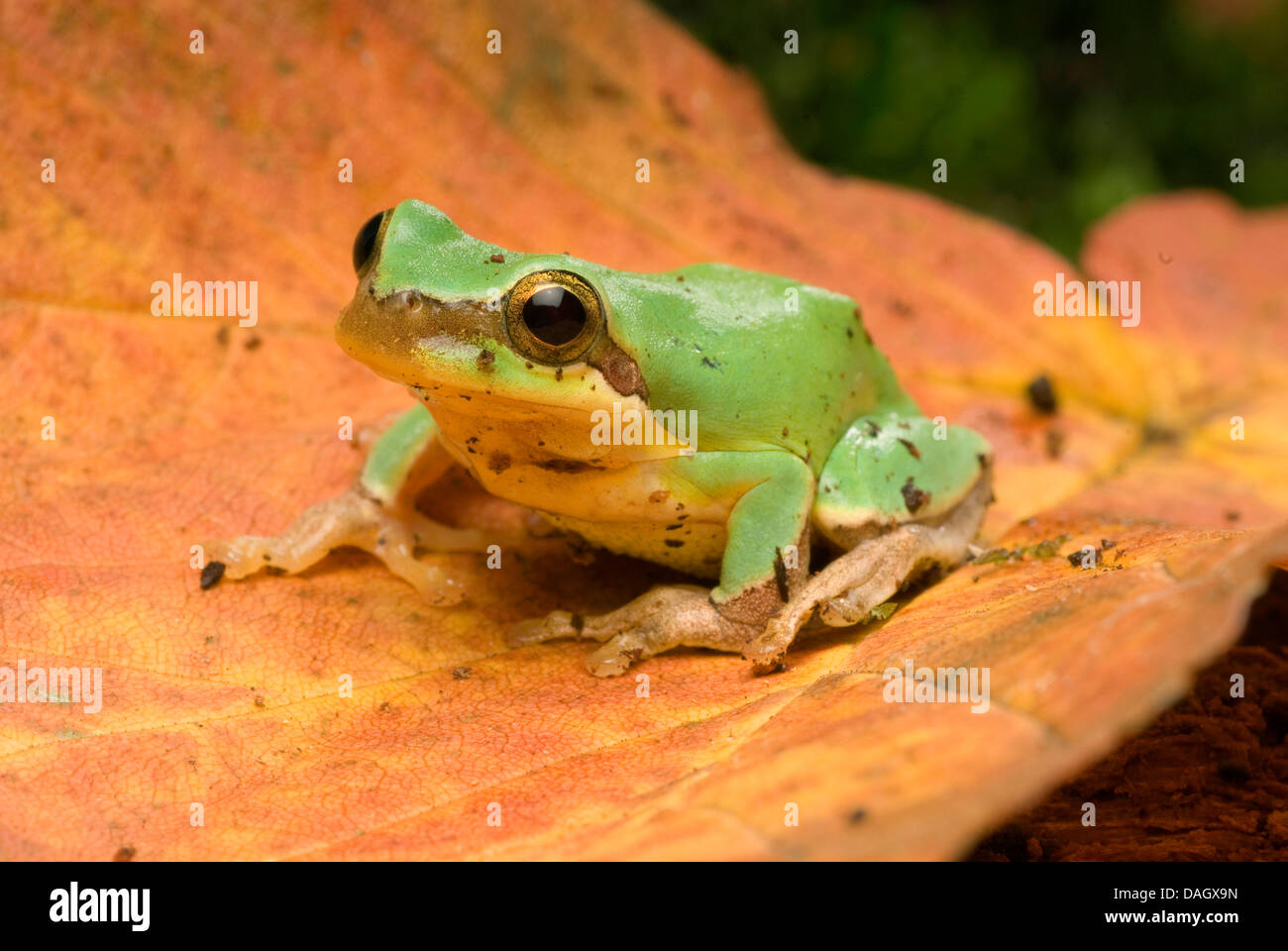 Common Chinese Tree Frog (Hyla chinensis), on brown leaf Stock Photo ...