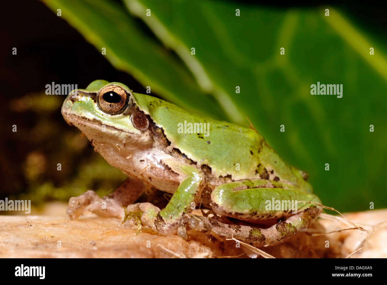 Japanese tree frog hi-res stock photography and images - Alamy