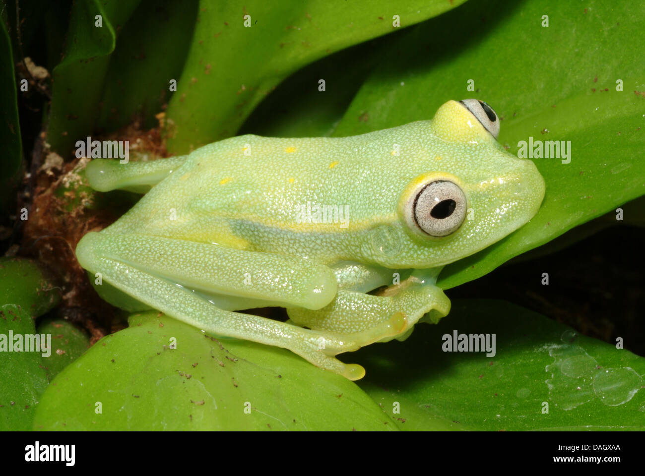 Glass Frog, Spotted Tree Frog, Spotted Emerald Glass Frog (Hyla ...