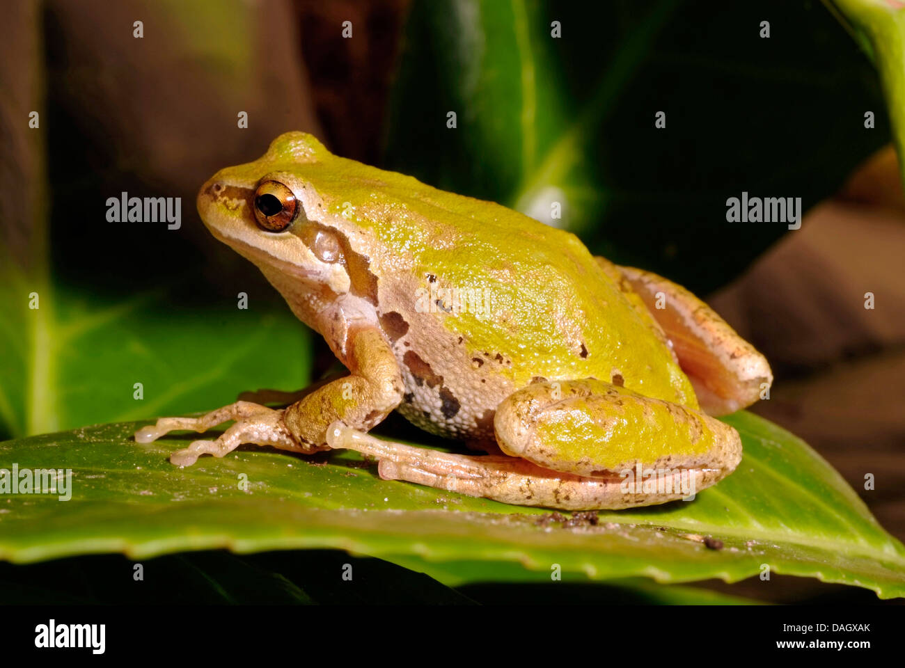 Pacific tree frog hyla regilla hi-res stock photography and images - Alamy