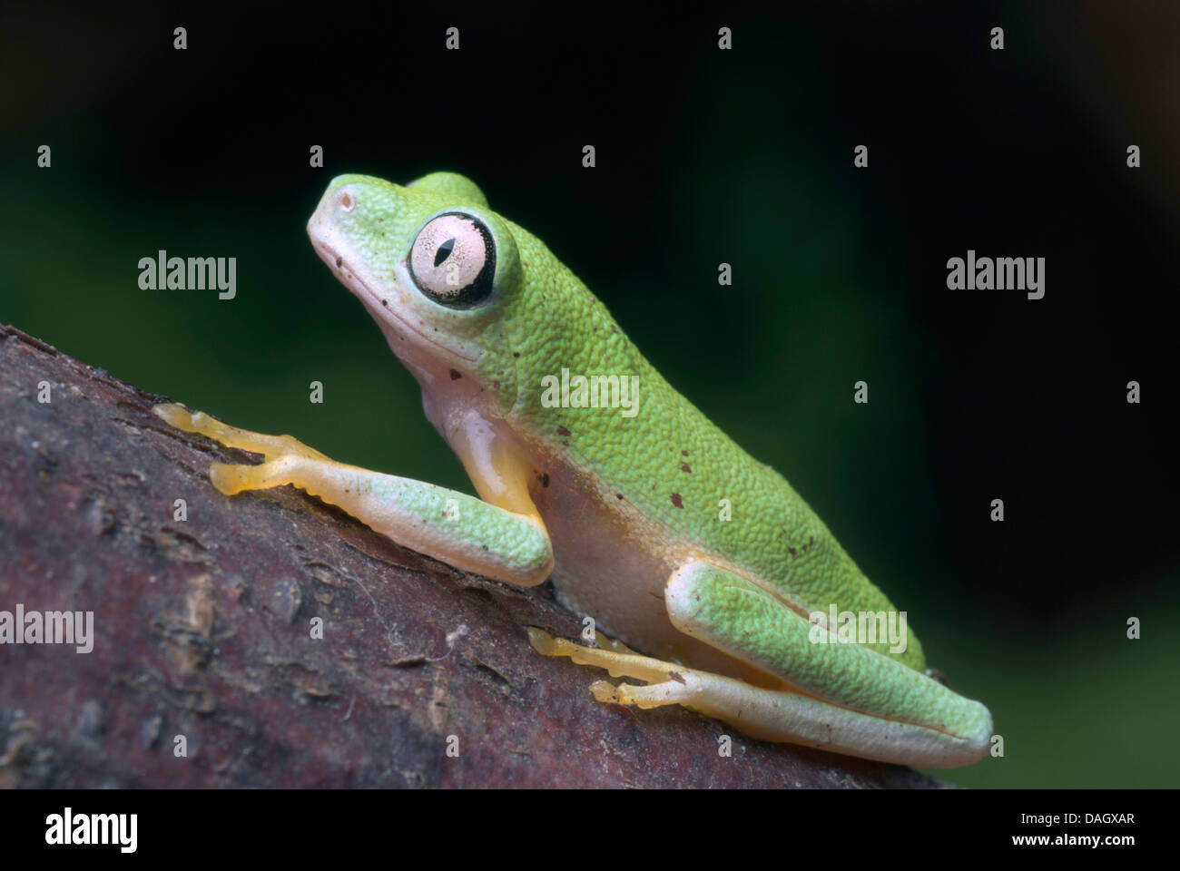 Lemur Leaf Frog (Hylomantis lemur), on a branch Stock Photo - Alamy