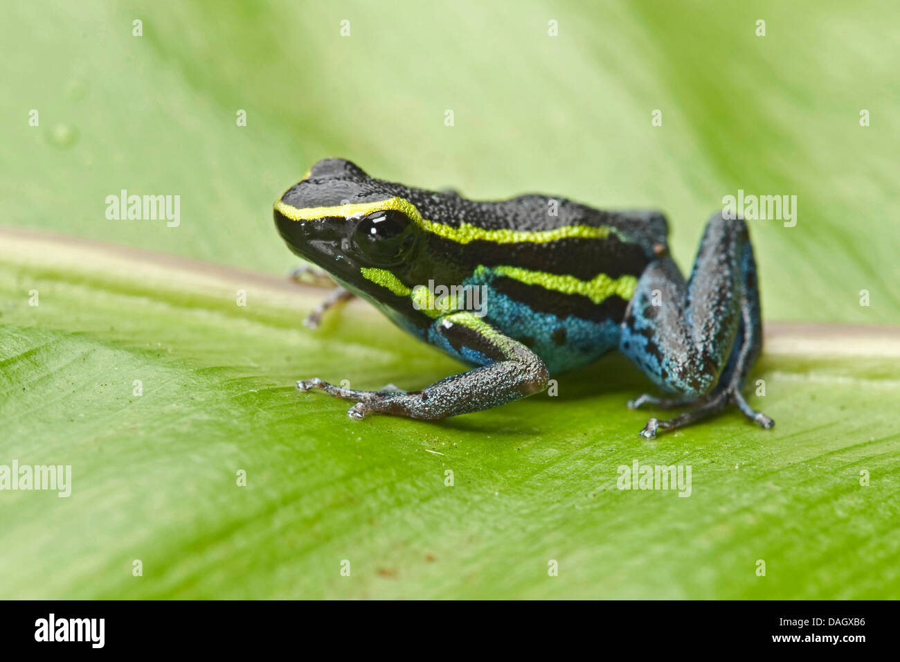 Sky Blue Poison Frog