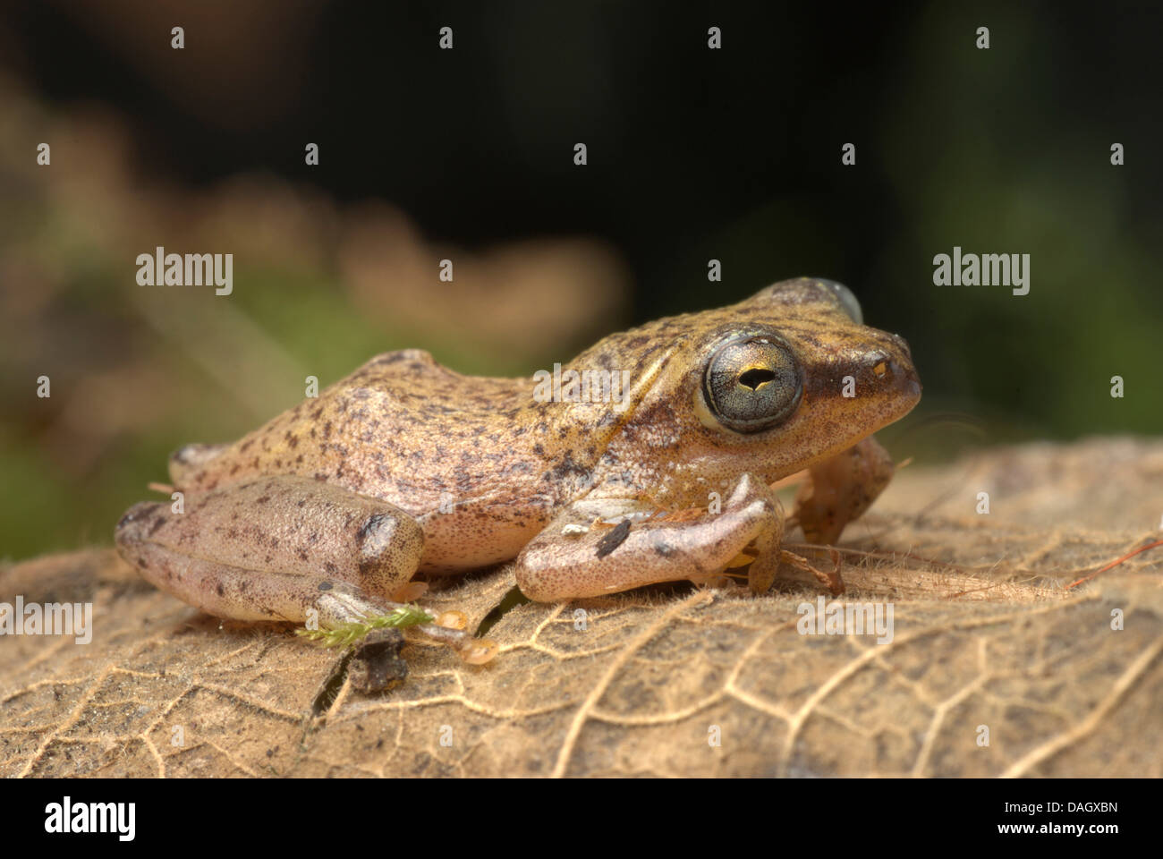 Fusciventris hi-res stock photography and images - Alamy