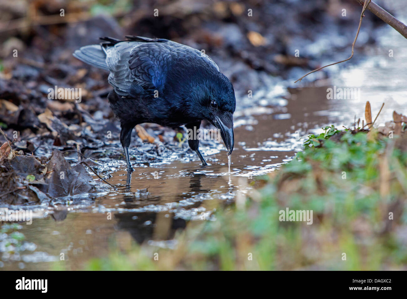 carrion crow (Corvus corone), searching food in a little creek, Germany ...