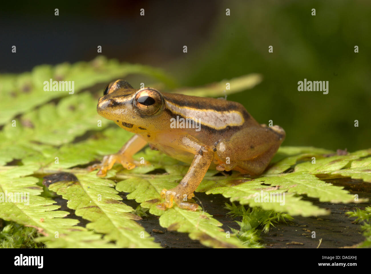Frog on fern hi-res stock photography and images - Alamy