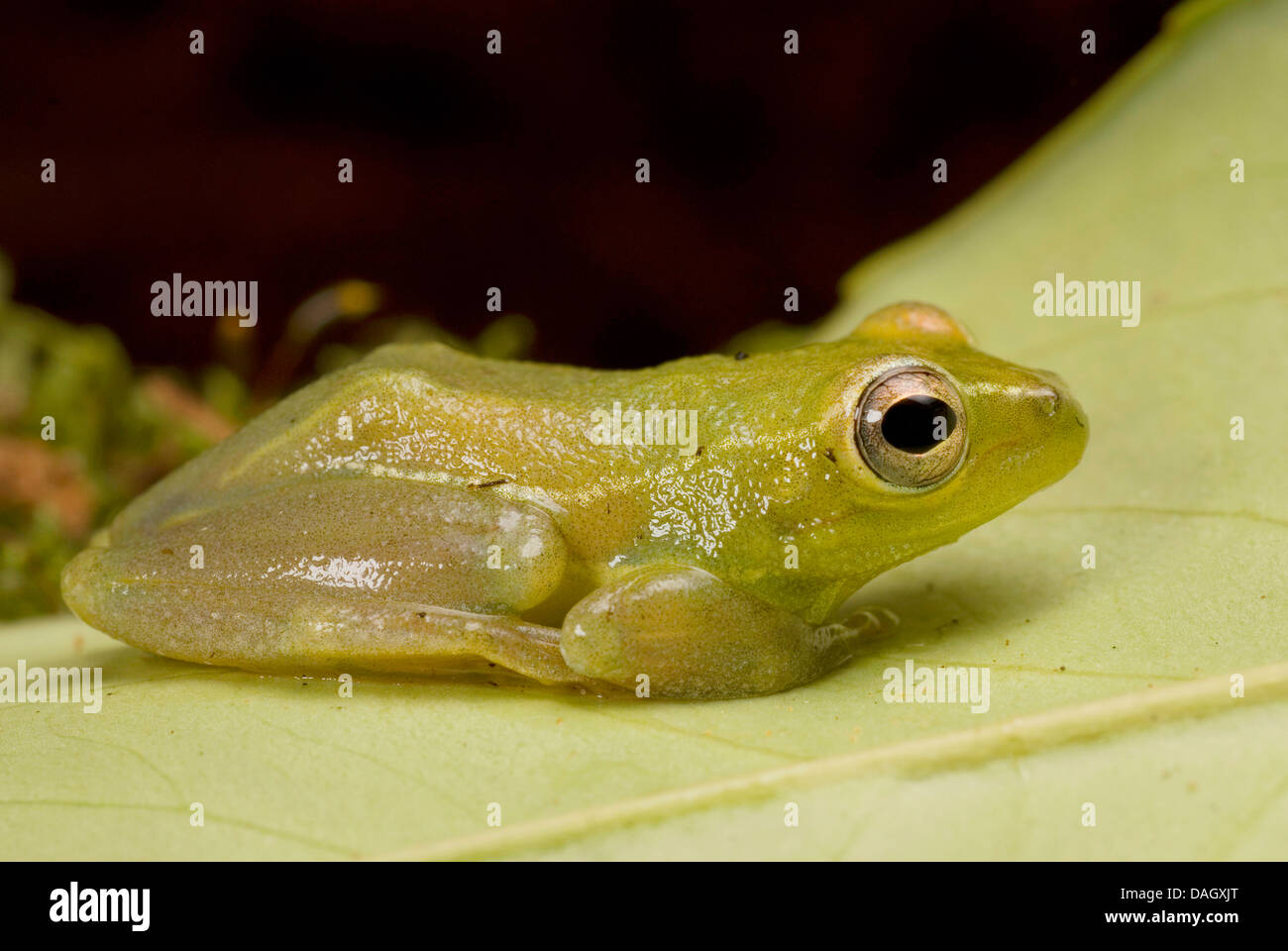 African Sedge Frog (Hyperolius puncticulatus), sitting on a leaf Stock ...