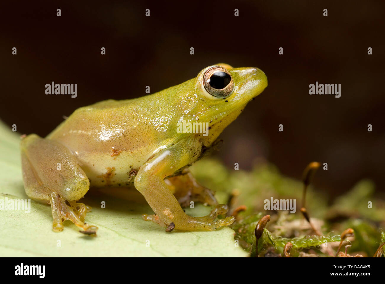African Sedge Frog (Hyperolius puncticulatus), sitting on a leaf Stock ...