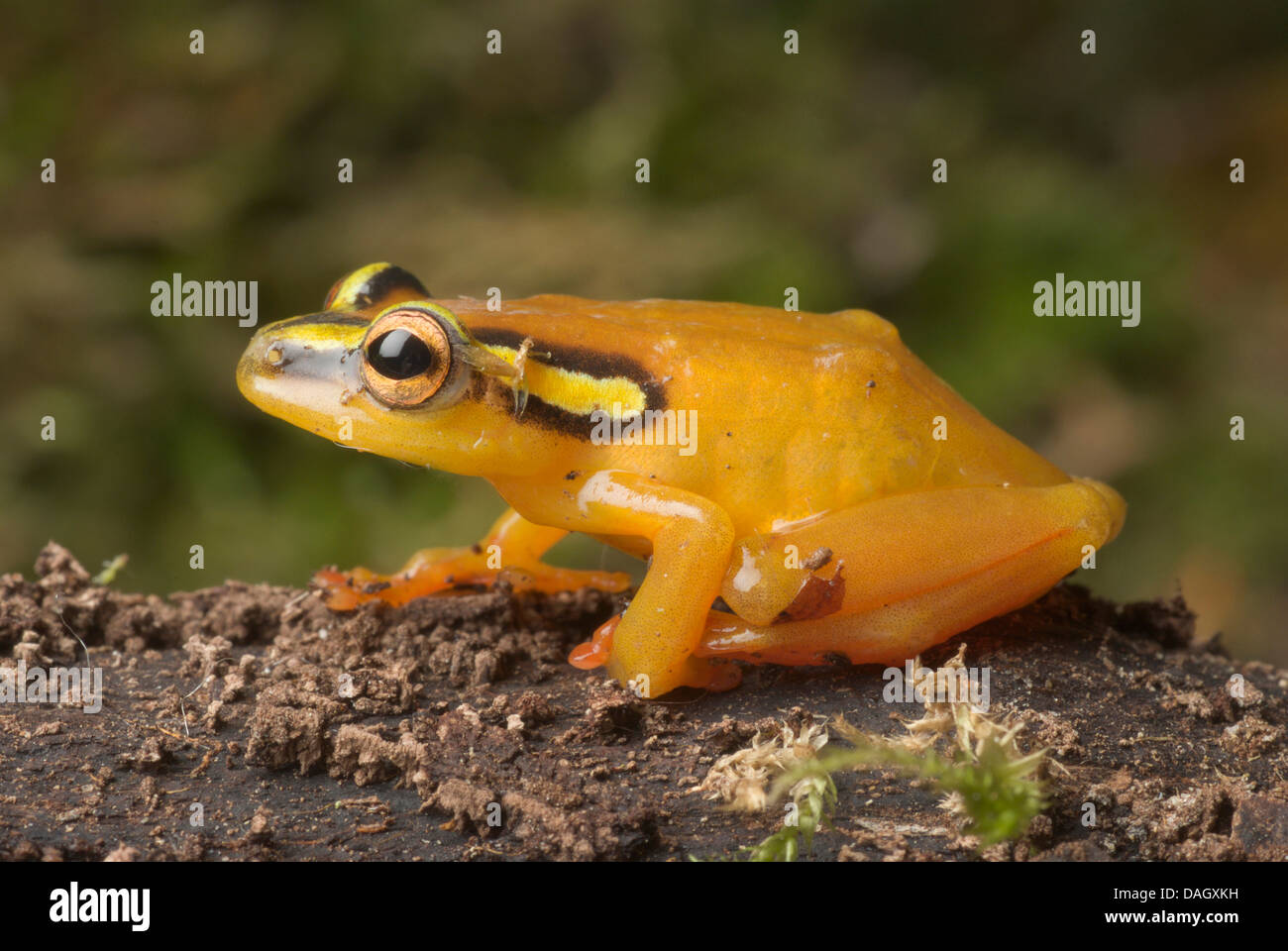 African Sedge Frog (Hyperolius puncticulatus), sitting on soil Stock ...
