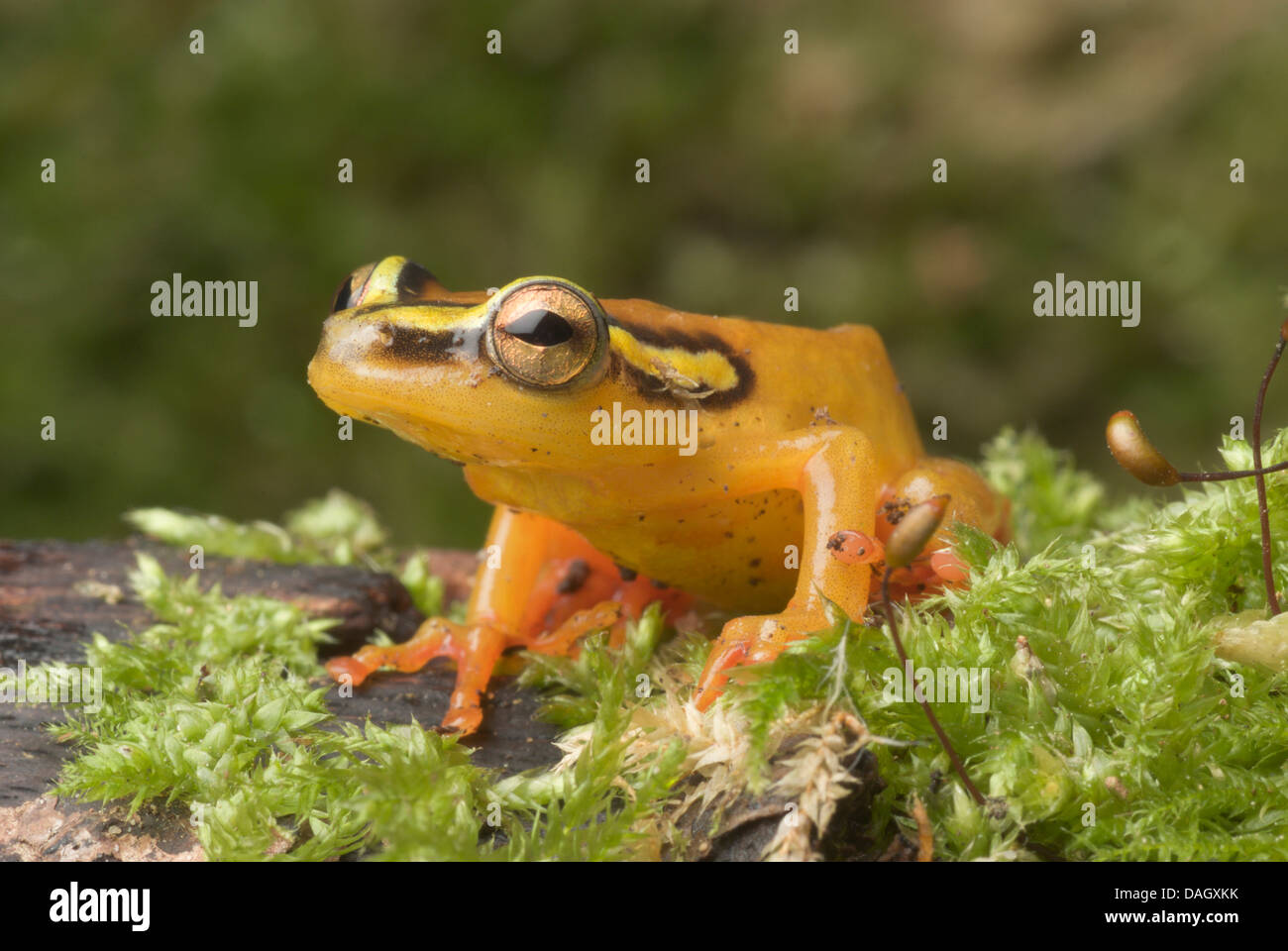 African Sedge Frog (Hyperolius puncticulatus), sitting on mossy ...