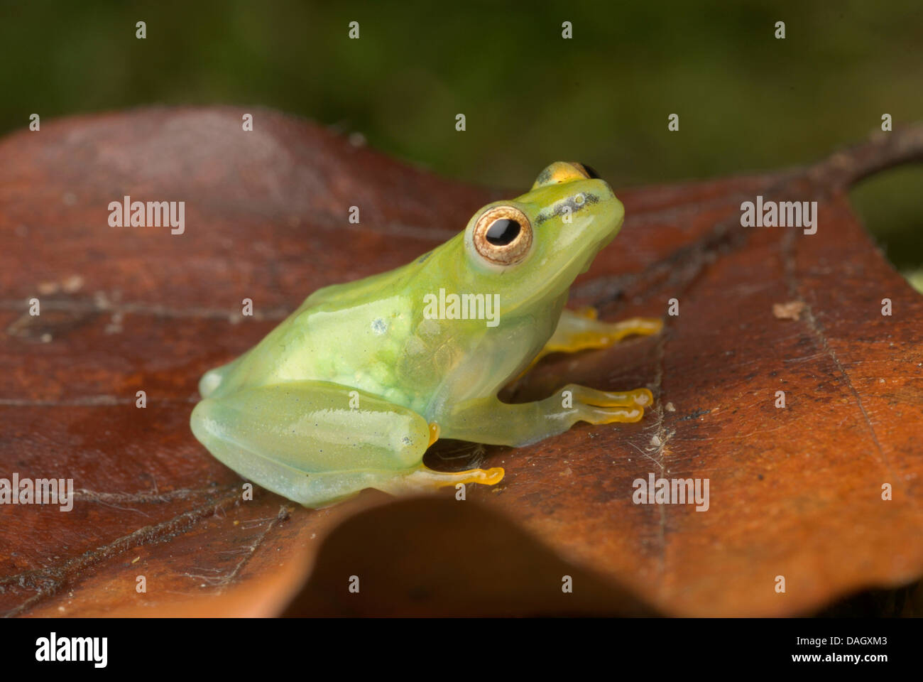 Reed Frogs High Resolution Stock Photography and Images - Alamy