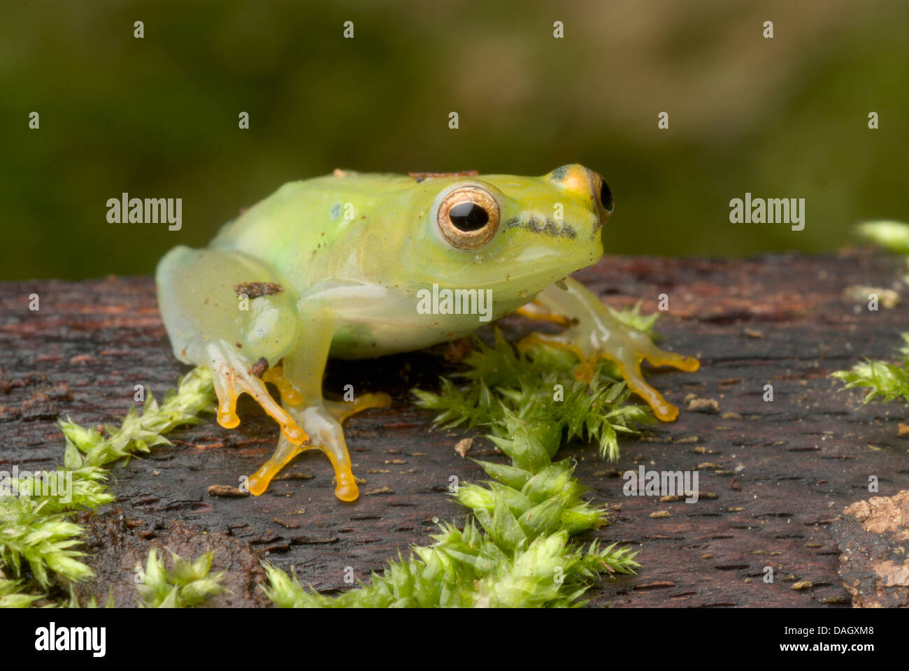 Clear Reed Tree Frog