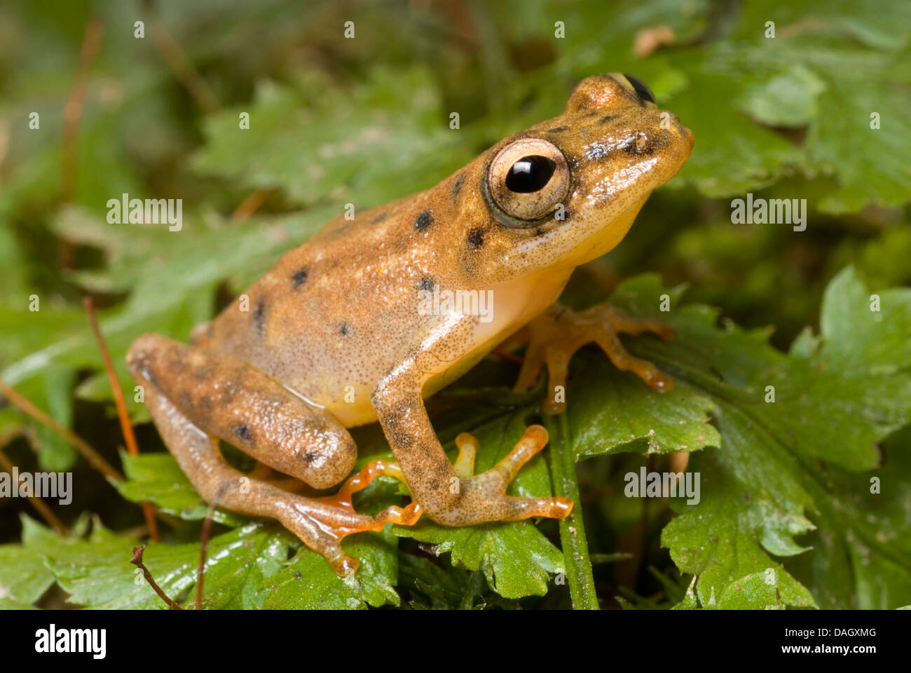 Reed Frog (Hyperolius spec.), Reed Frog from Tanzania Stock Photo - Alamy