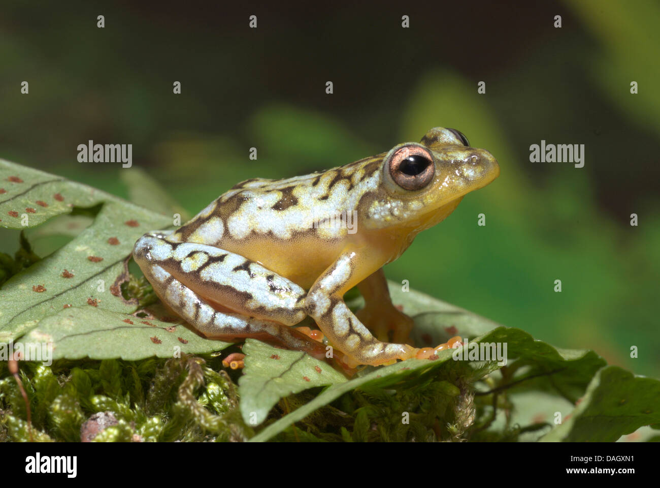 Hyperolius hi-res stock photography and images - Alamy