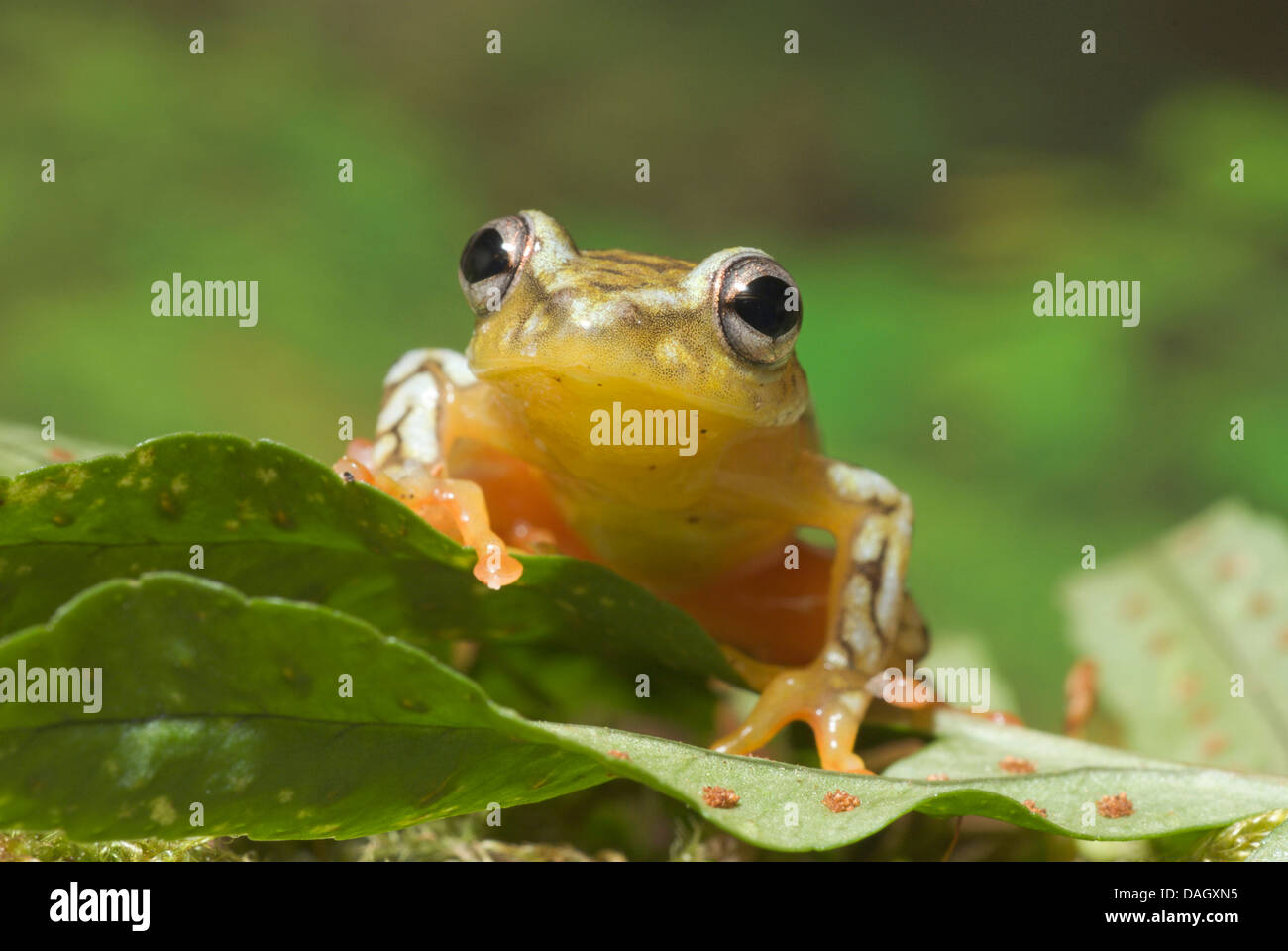 Reed frog hyperolius spec hi-res stock photography and images - Alamy