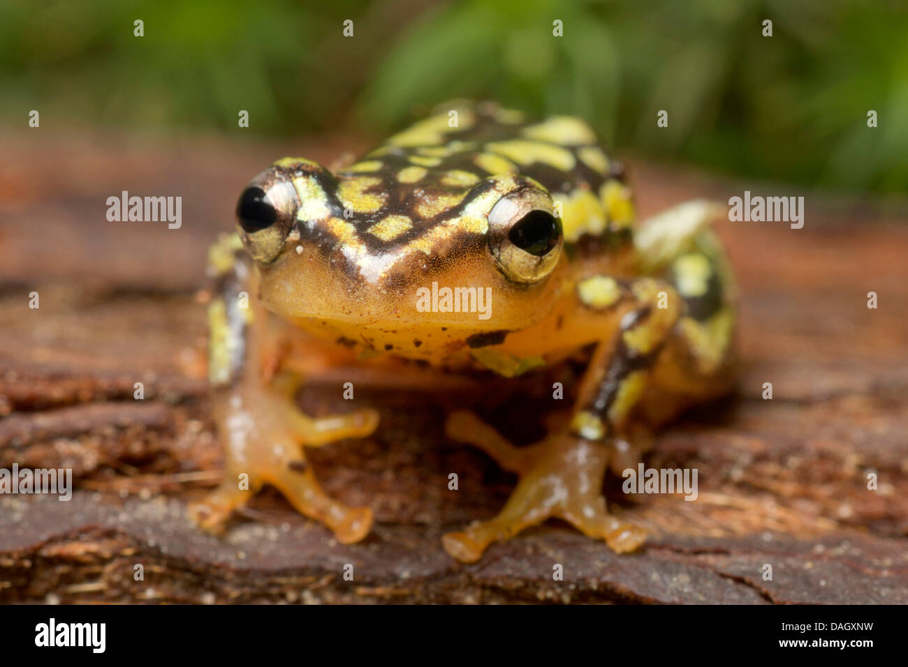Common Reed Frog (Hyperolius viridiflavus variabilis), on bark Stock ...