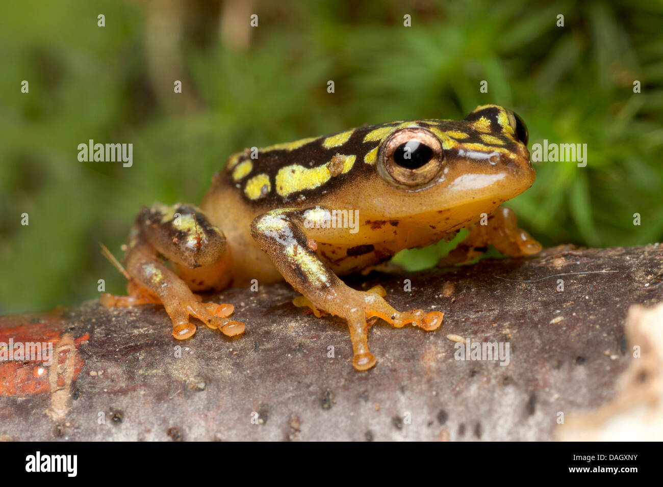 Common Reed Frog (Hyperolius viridiflavus variabilis), on branch Stock ...