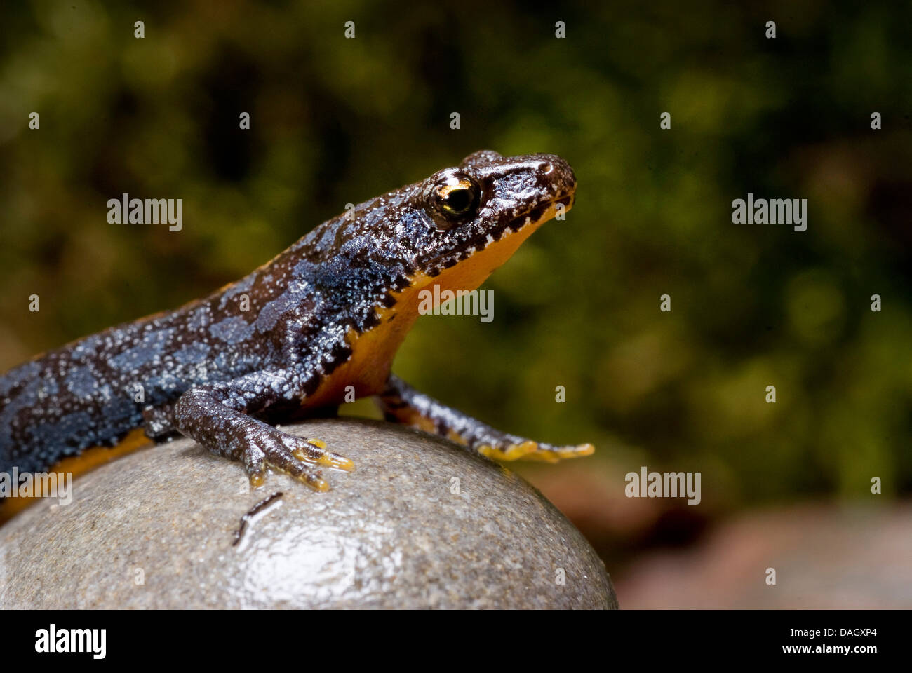 Alpine newt (Mesotriton alpestris apuana, Ichthyosaura alpestris ...