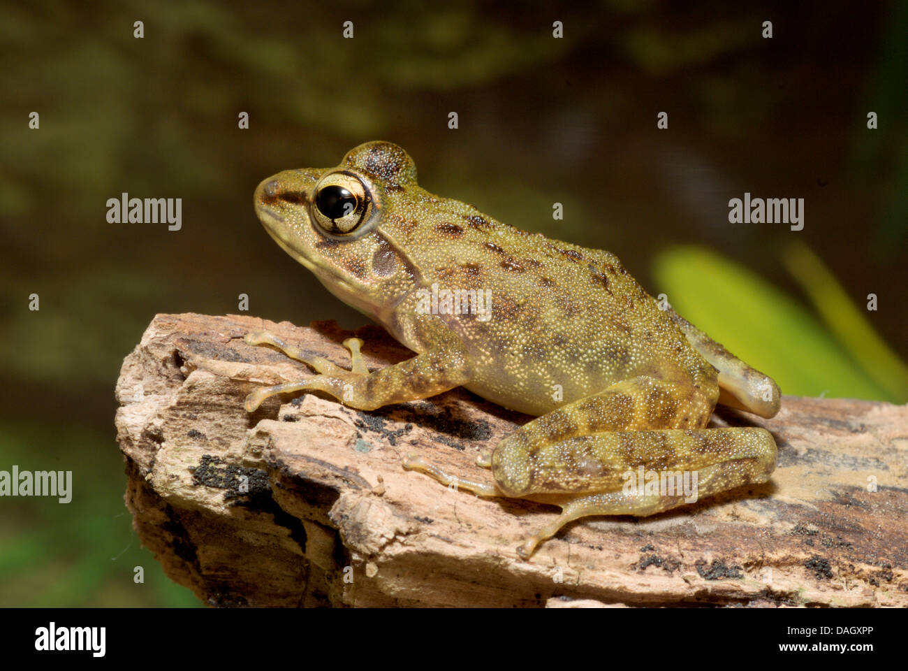 Red legged frog hi-res stock photography and images - Alamy