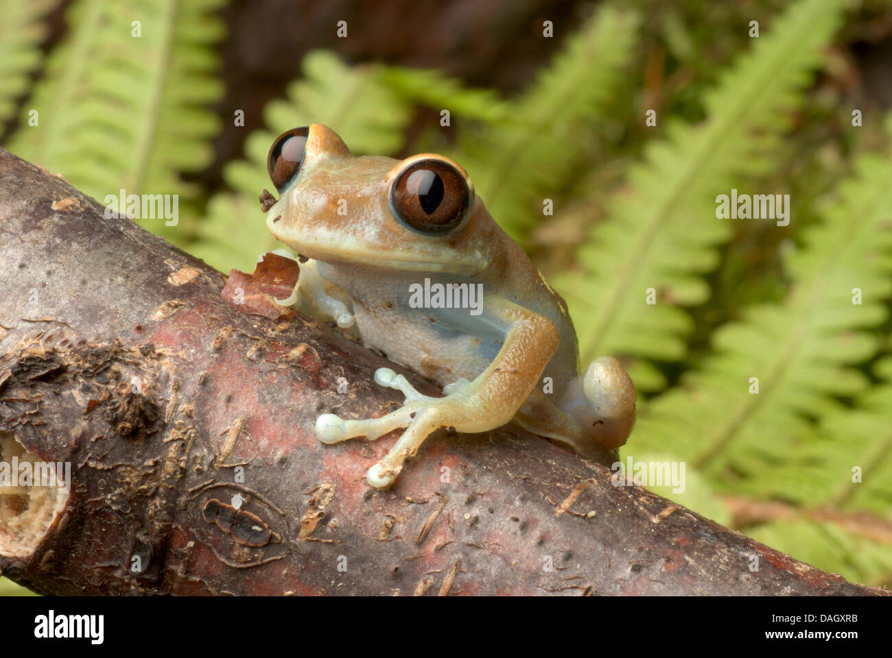 Ruby Eyed Treefrog (Leptopelis uluguruensis), on a branch Stock Photo ...