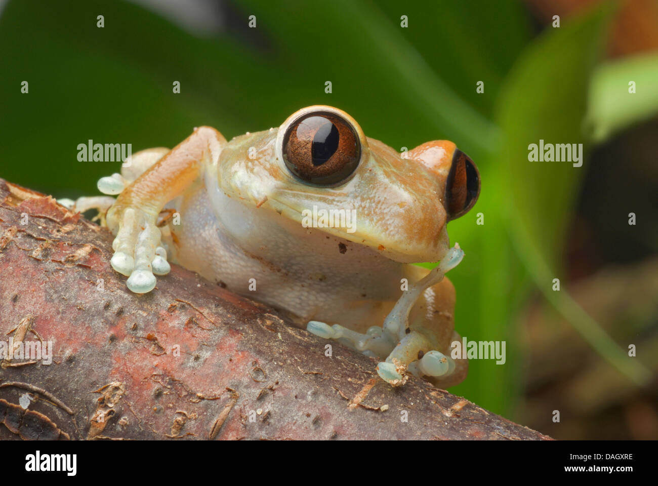 Ruby Eyed Treefrog (Leptopelis uluguruensis), on a branch Stock Photo ...