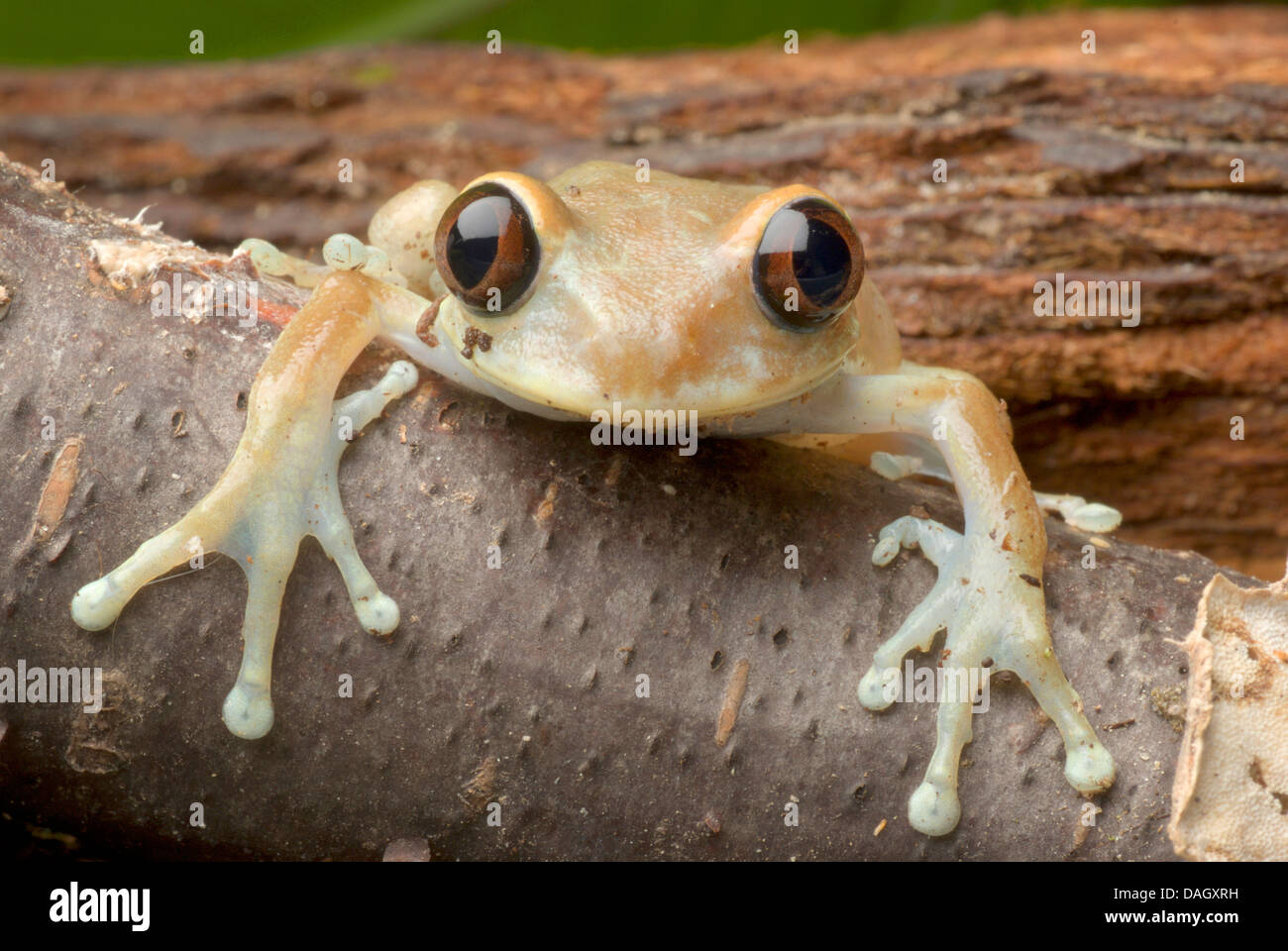 Ruby Eyed Treefrog (Leptopelis uluguruensis), view into camera Stock ...