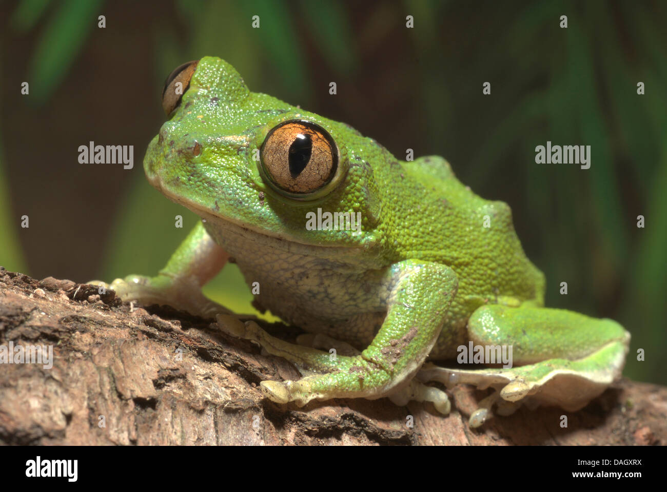 Big Eyed Frog, Peacock tree frog (Leptopelis vermiculatus), on a branch ...