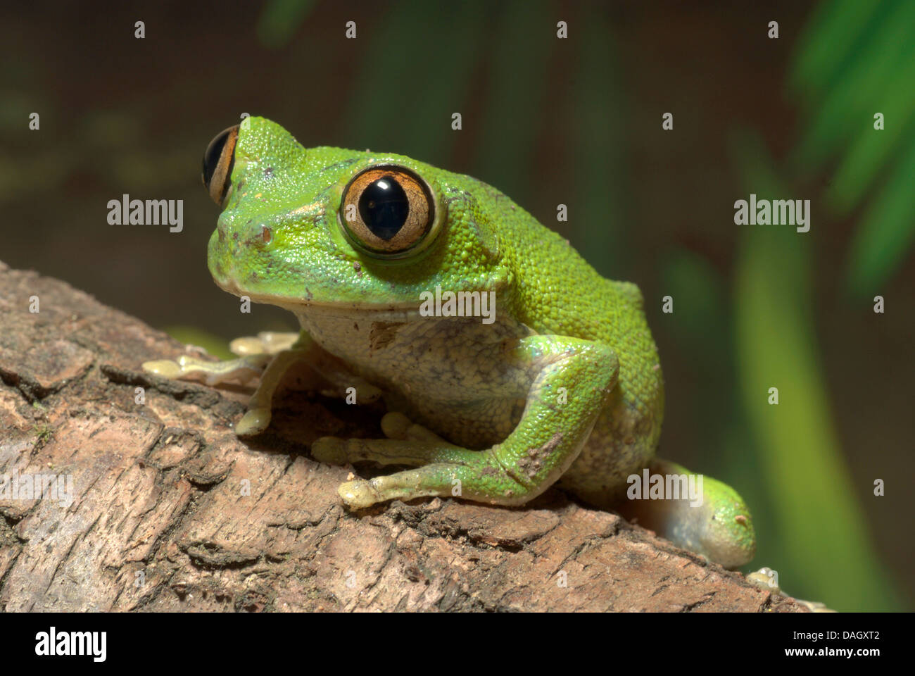 Big Eyed Frog Jumping