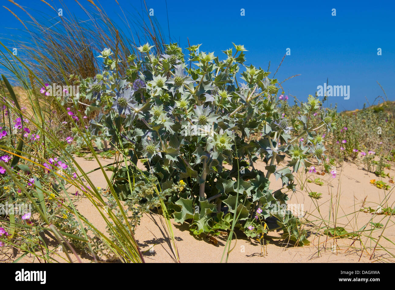 sea-holly, seaside coyote-thistle (Eryngium maritimum), blooming on a ...