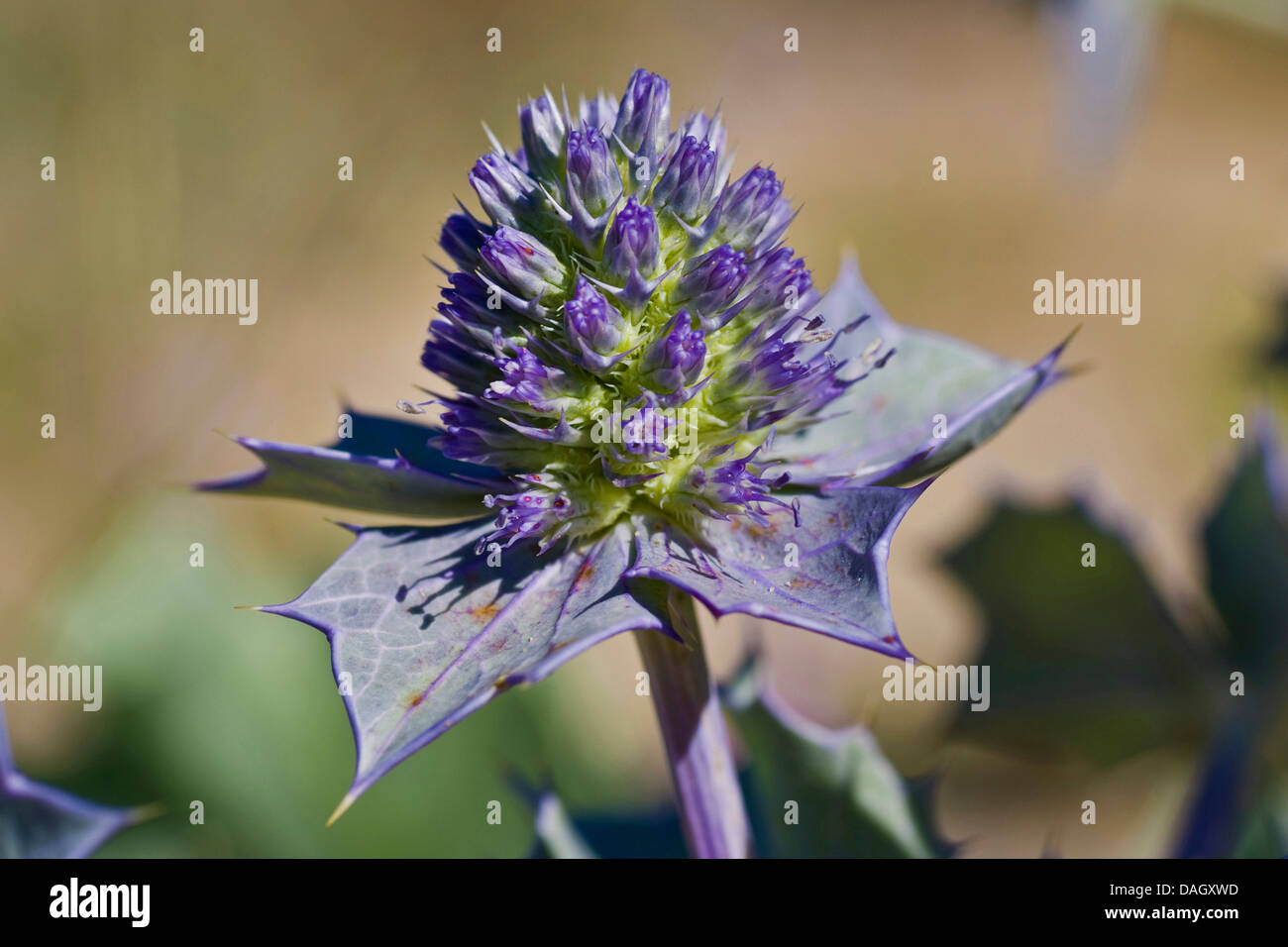 sea-holly, seaside coyote-thistle (Eryngium maritimum), inflorescence ...