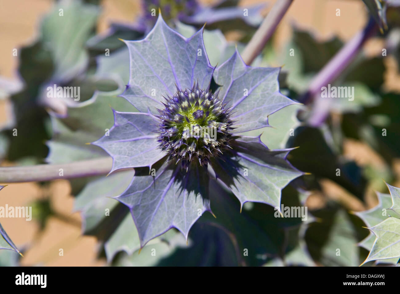 sea-holly, seaside coyote-thistle (Eryngium maritimum), inflorescence ...