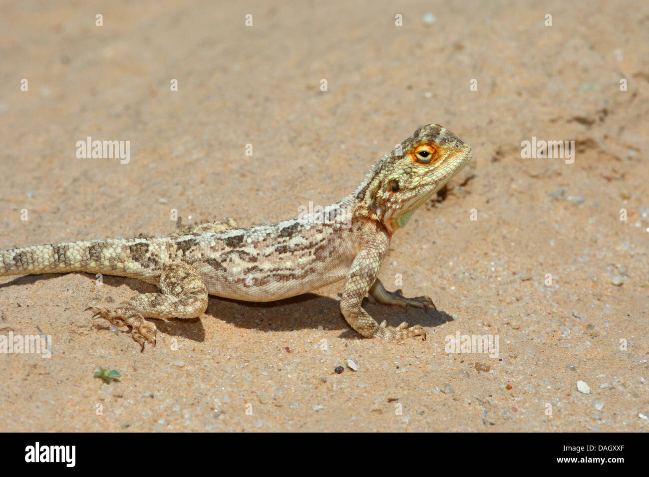 Spotted sand lizard (Pedioplanis lineoocellata, Eremias lineo-ocellata ...