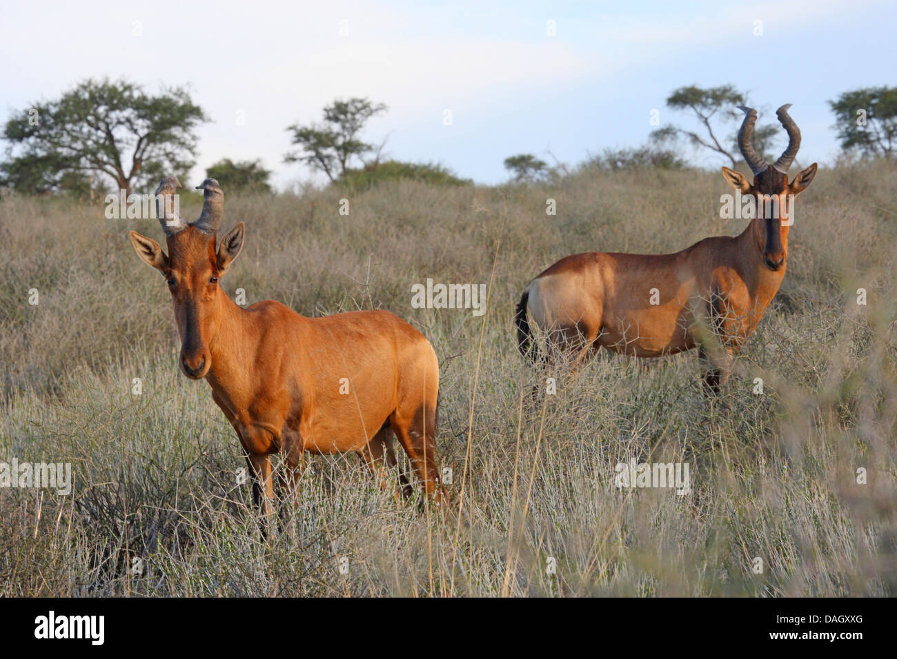 red hartebeest (Alcelaphus buselaphus), two animals in the savannah ...