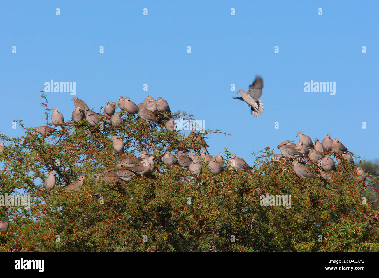 Ring-necked Dove, Cape Turtle Dove, Half-Collared Dove (Streptopelia ...