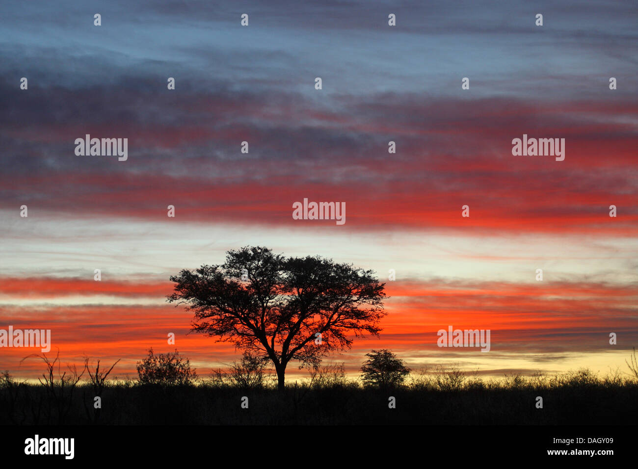 Shrub savannah hi-res stock photography and images - Alamy