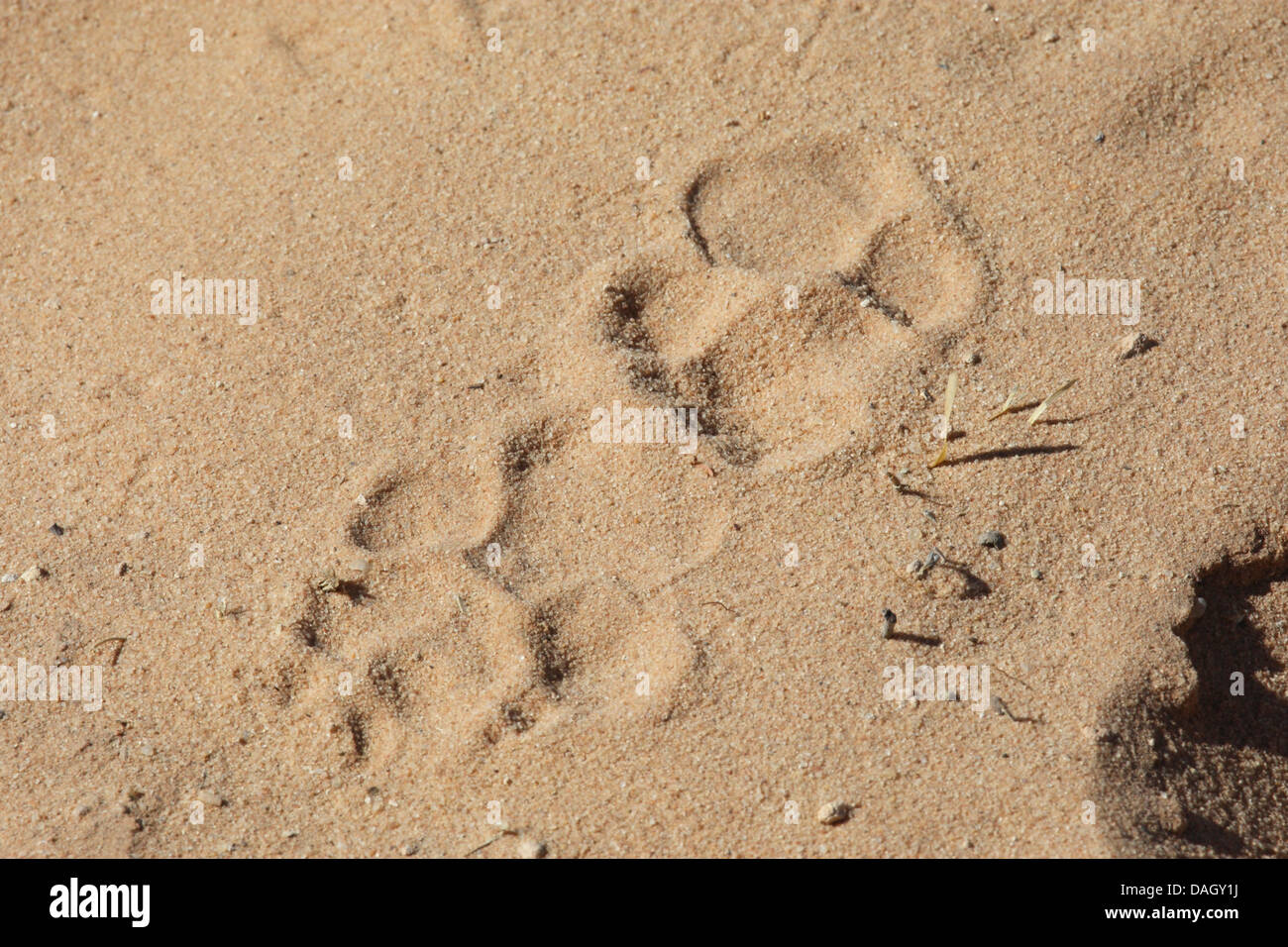 Animal paw prints hi-res stock photography and images - Alamy