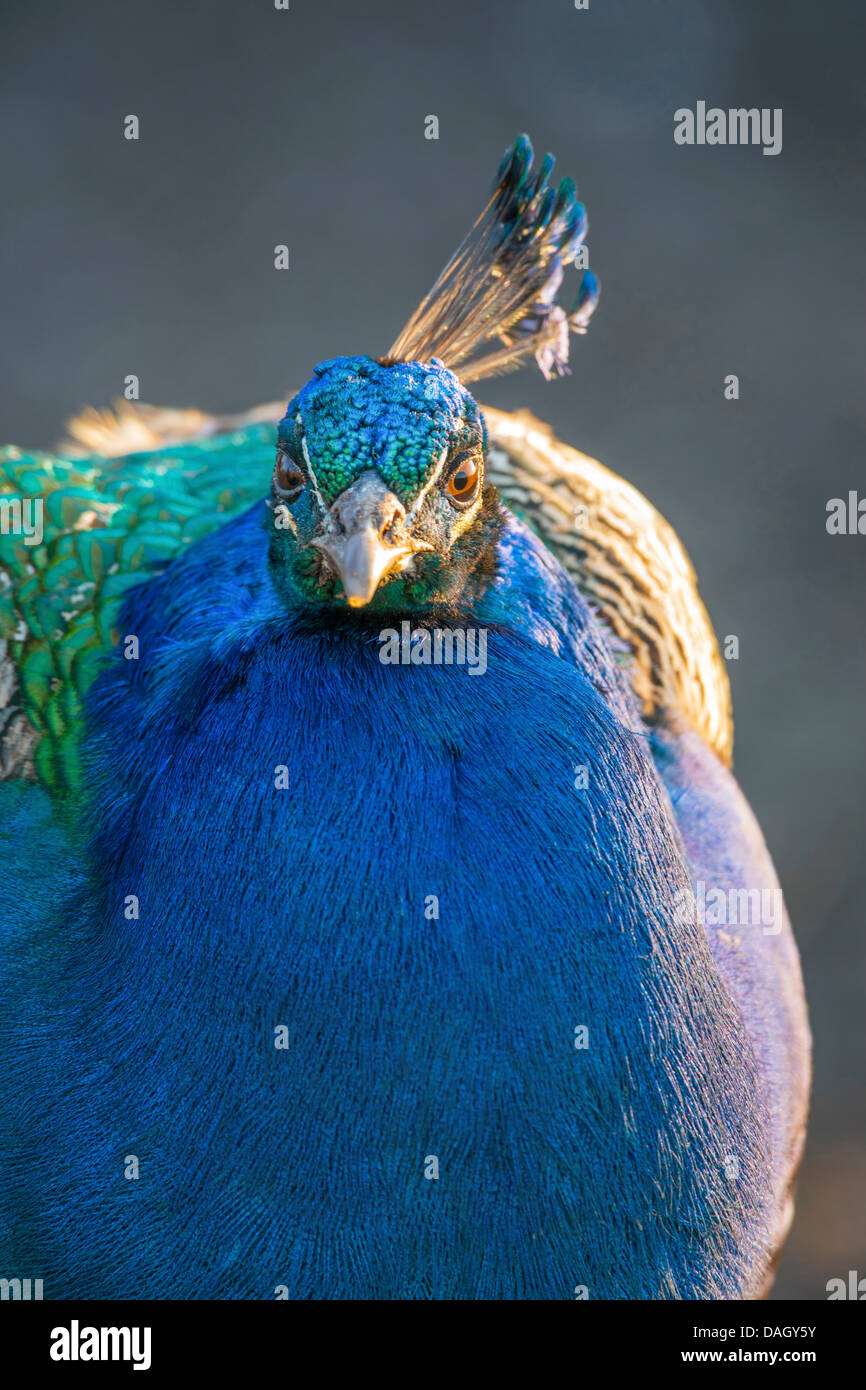 common peafowl, Indian peafowl, blue peafowl (Pavo cristatus), portrait ...