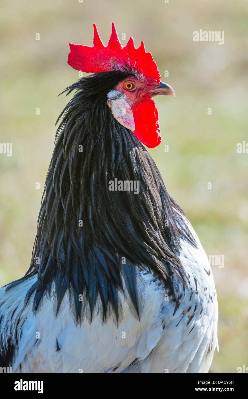 domestic fowl (Gallus gallus f. domestica), portrait of a rooster ...