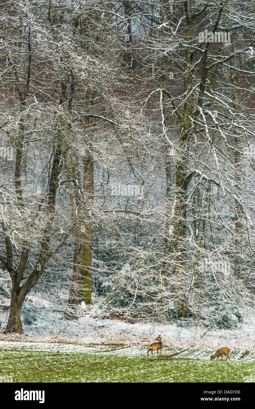 roe deer (Capreolus capreolus), deciduous forest in winter with two ...