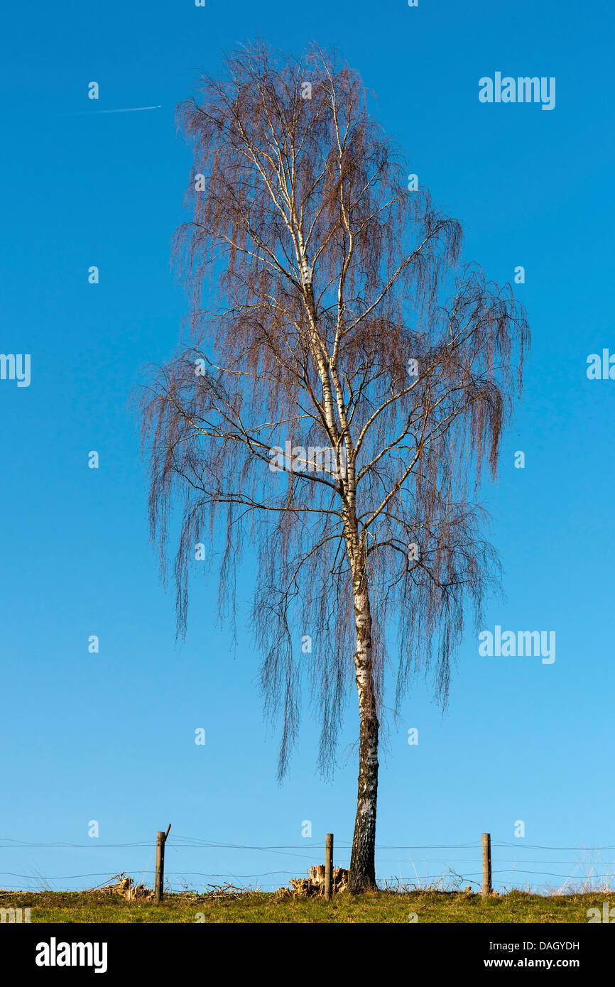 common birch, silver birch, European white birch, white birch (Betula ...