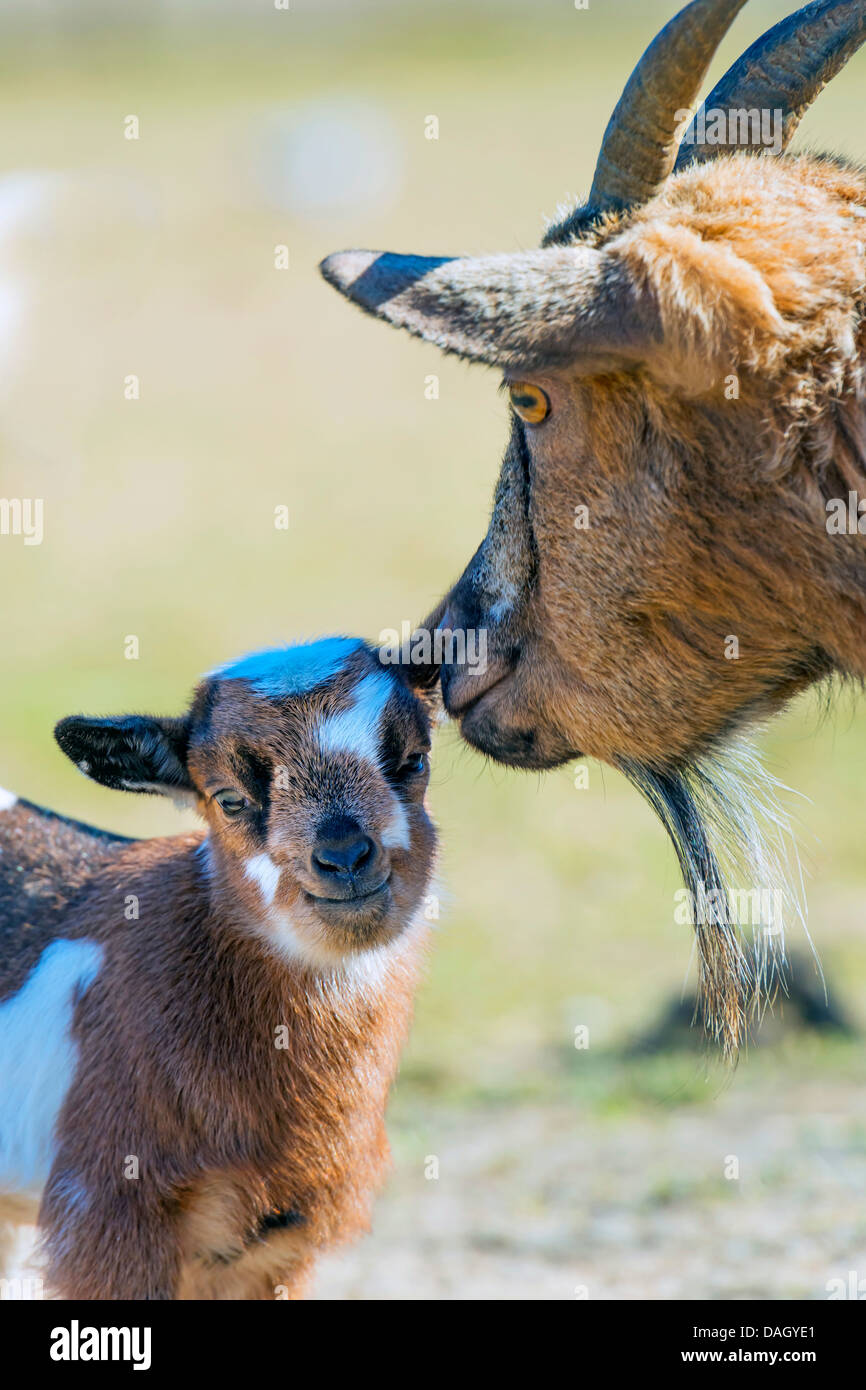 domestic goat (Capra hircus, Capra aegagrus f. hircus), goat kid with ...