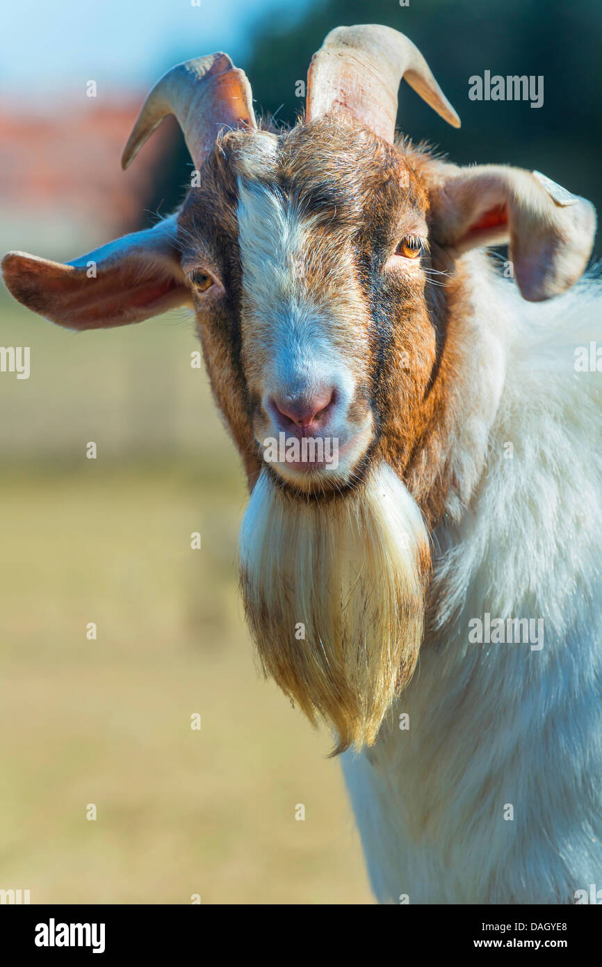 domestic goat (Capra hircus, Capra aegagrus f. hircus), portrait of a ...