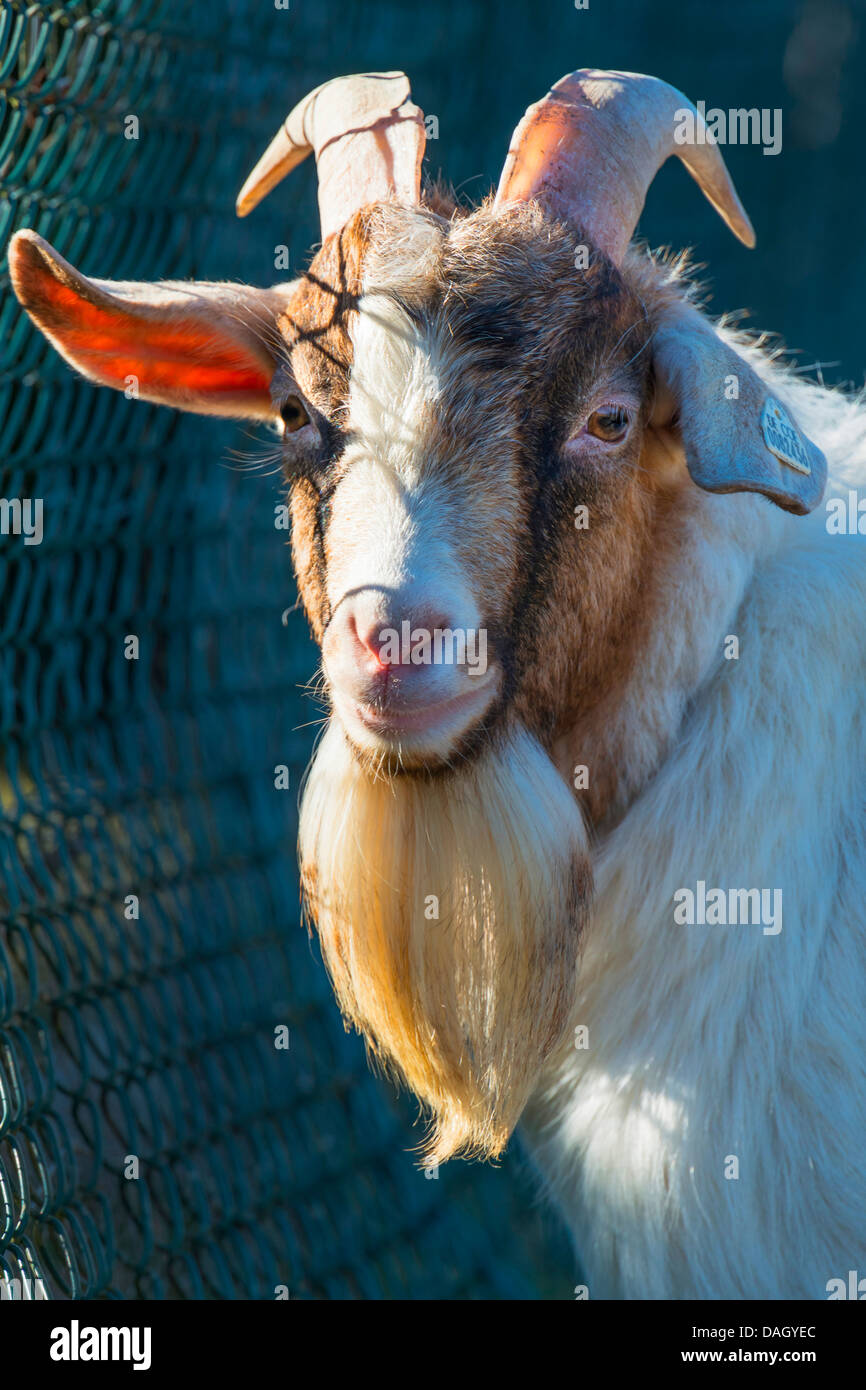 domestic goat (Capra hircus, Capra aegagrus f. hircus), portrait of a ...