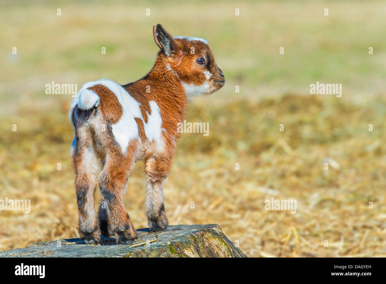 Goat on tree stump hi-res stock photography and images - Alamy
