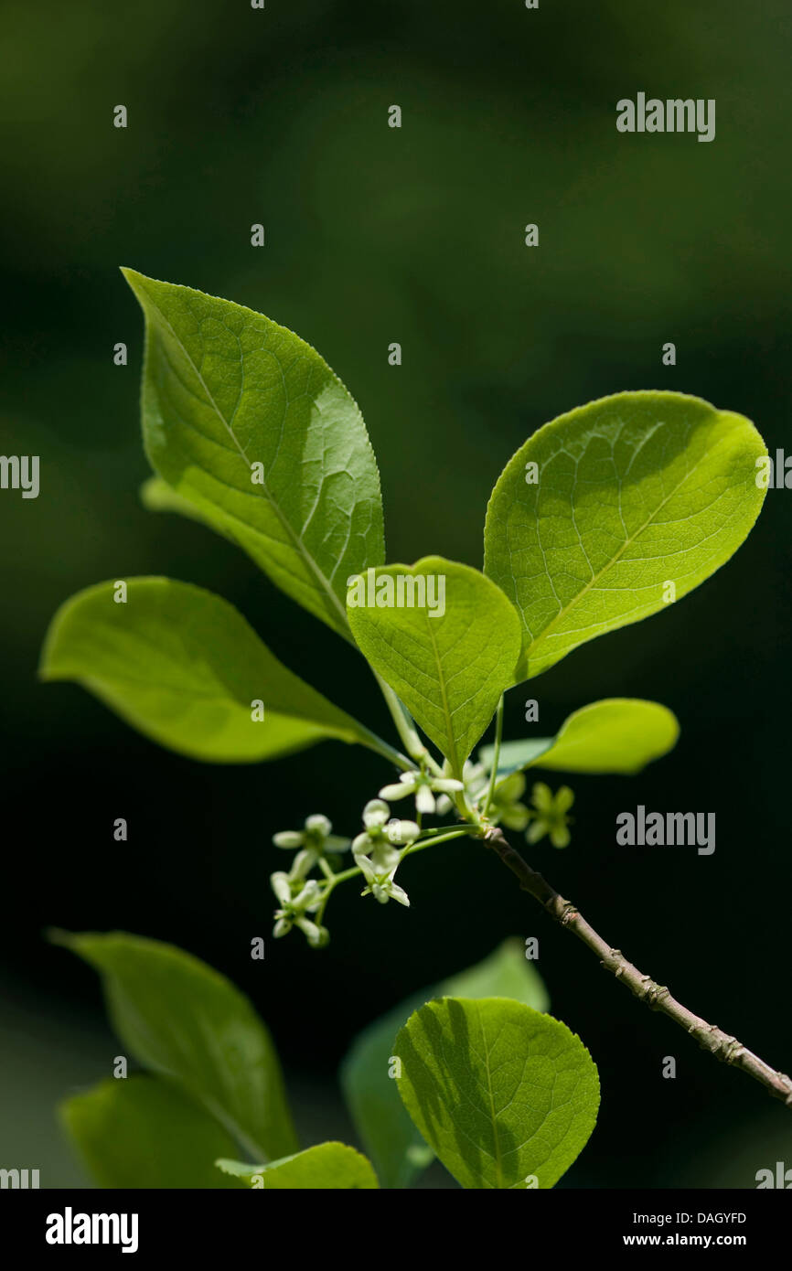 European spindle-tree (Euonymus europaea, Euonymus europaeus), twig ...