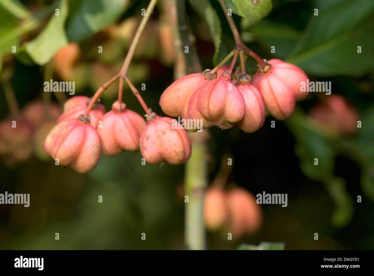 European spindle-tree (Euonymus europaea, Euonymus europaeus), immature ...