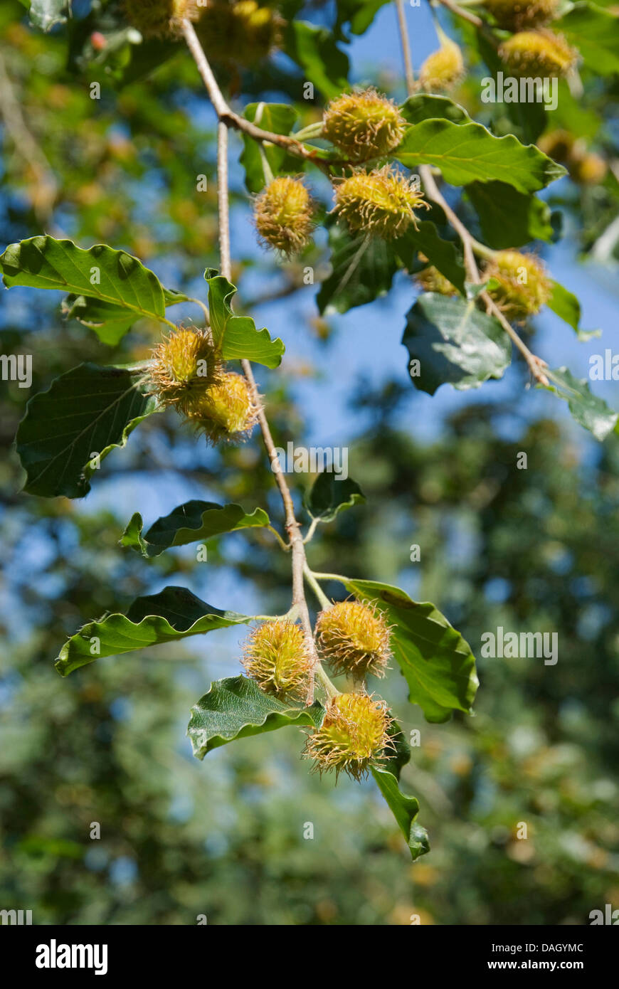 common beech (Fagus sylvatica), twig with cupules and leaves, Germany ...