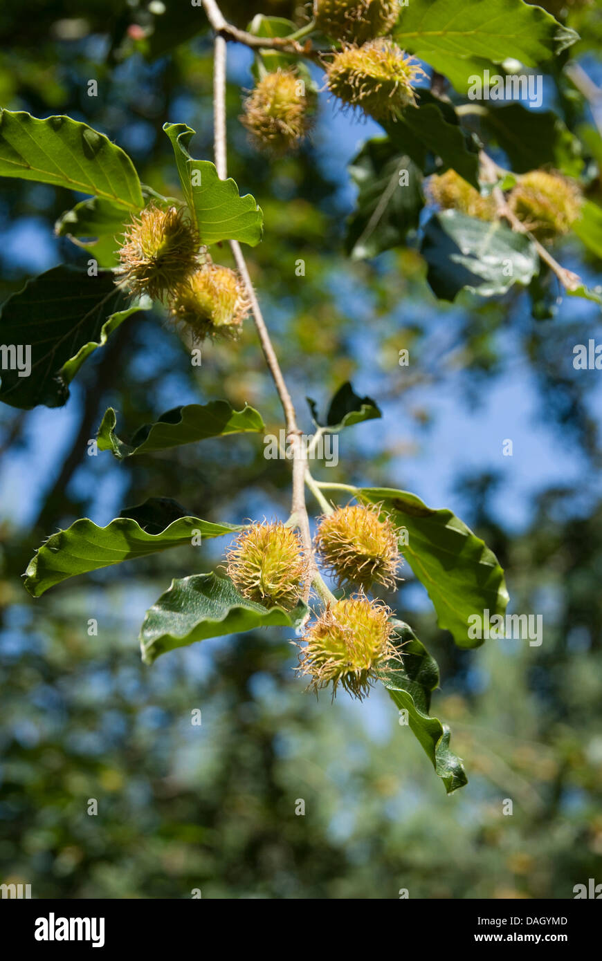 common beech (Fagus sylvatica), twig with cupules and leaves, Germany ...