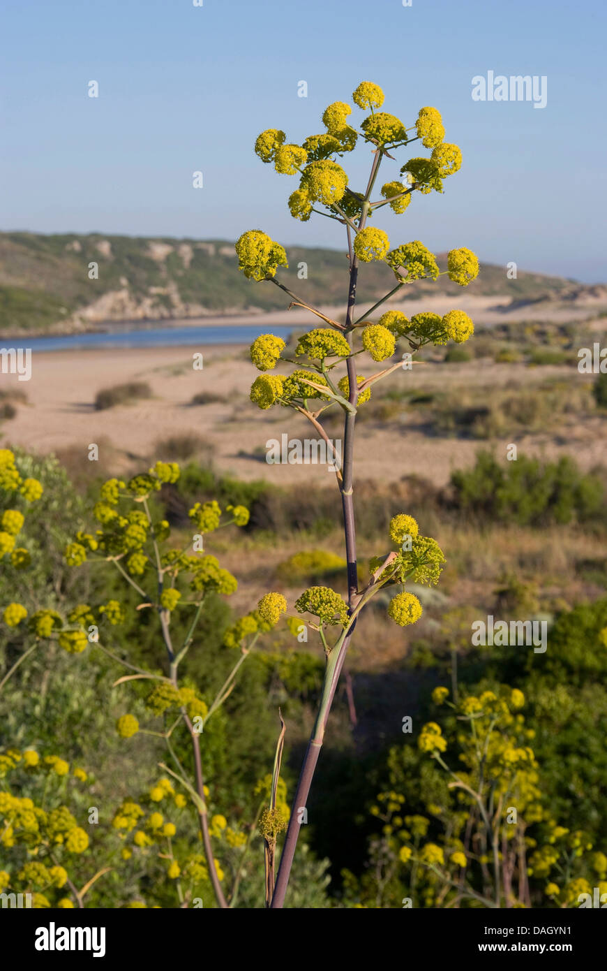 Ferula communis hi-res stock photography and images - Alamy